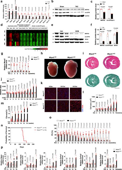 线粒体蛋白质翻译缺陷影响心脏中的线粒体核通讯 Nature Communications X Mol