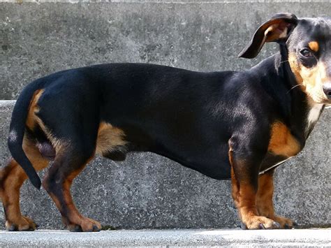 Dachshund Doberman Color