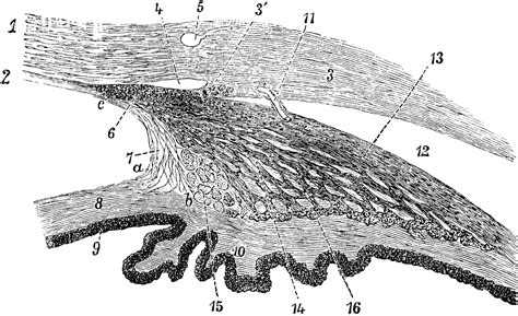 Ciliary Processes