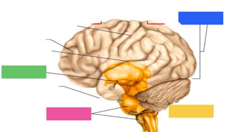 Biol 240 Central Nervous System Flashcards Quizlet