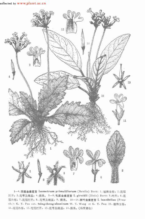 Isometrum Lancifolium Franch K Y Pan Var Tsingchengshanicum