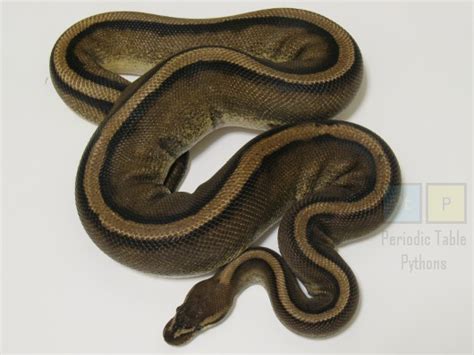 The Periodic Table Of Pythons Collection Bromine Genetic Stripe