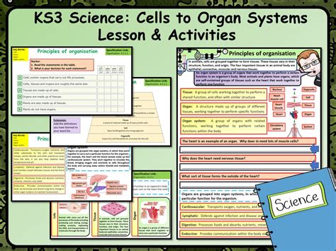 ks3 science cells to organ system lesson and activities teaching resources