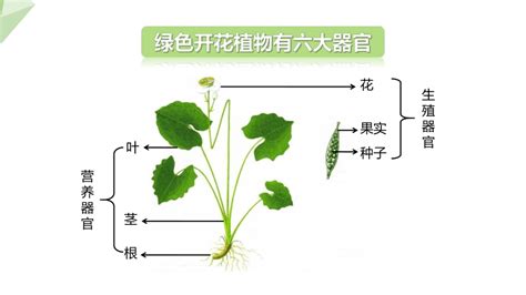 2 2 3 植物体的结构层次 课件（共20张ppt） 2023 2024学年初中生物人教版七年级上册 21世纪教育网 二一教育