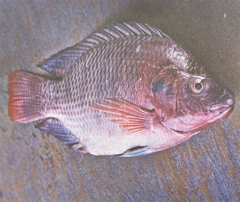 Tilapia Y Mojarra Diferencias ¿cuál Es La Diferencia Entre Mojarra Y