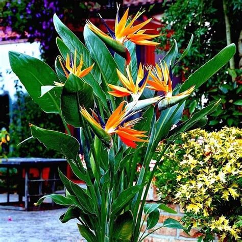 Bird Of Paradise Flower Plant At ₹ 200piece Mahalwala Meerut Id