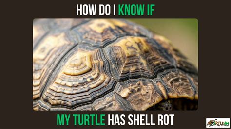 How Do I Know If My Turtle Has Shell Rot Turtlean
