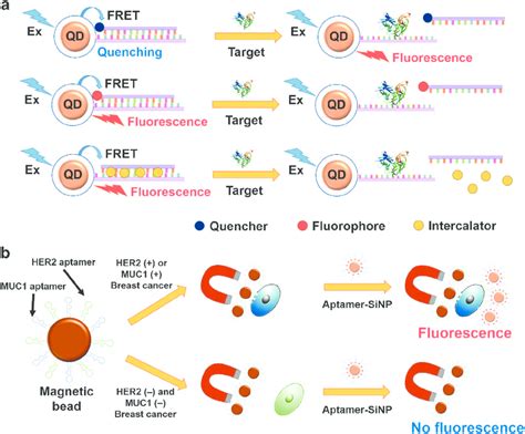 Diagnostic Applications Of Biomoleculenanomaterial Complexes A Download Scientific Diagram