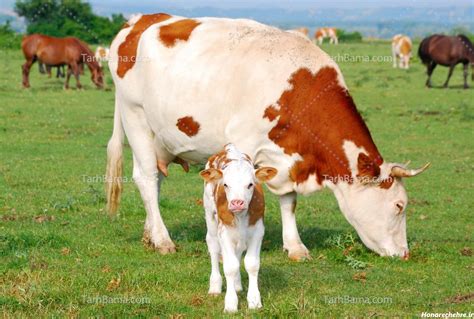 24 عکس از گاو و گاومیش لحظاتی زیبا از دنیای طبیعی