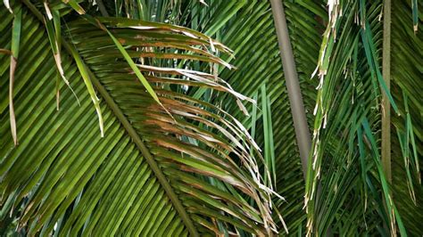 Download Sick Palm Tree Pictures
