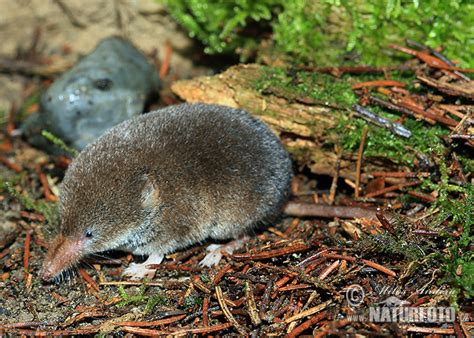 Common Shrew Photos Common Shrew Images Nature Wildlife Pictures