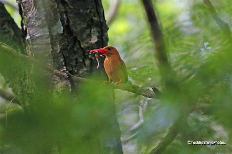 Yamasemi Web Blog 野鳥の瞬間を捉えた写真と野鳥をモチーフにした良い写真のちがいを学ぶ。 Learn The