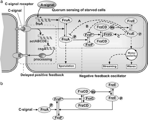 Model For The Signaling Circuit In M Xanthus A Schematic Download Scientific Diagram