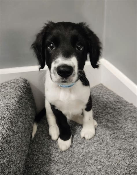 Cocker Spaniel Border Collie Mix Puppies