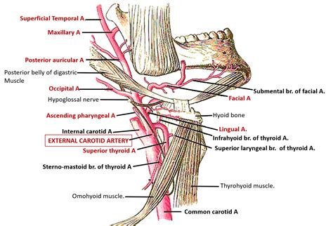 External Carotid Artery Anatomy Qa