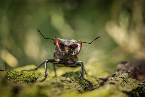A Rare And Endangered Beetle Species With Large Mandibles Stock Image