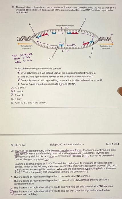 Solved 19 The Replication Bubble Shown Has A Number Of Rna