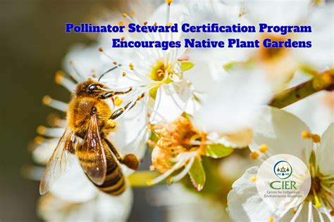 Pollinator Steward Certification Program Encourages Native Plant