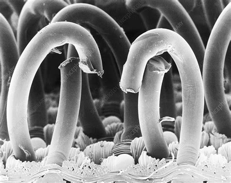 hooks from hooks and loops fastener sem stock image c037 0695 science photo library