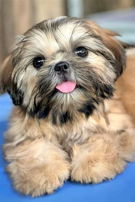 Brown Shih Tzu