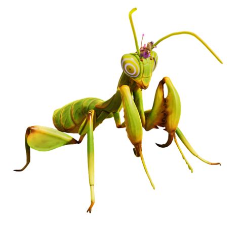 O R C Praying Mantis Nymph Grounded Wiki