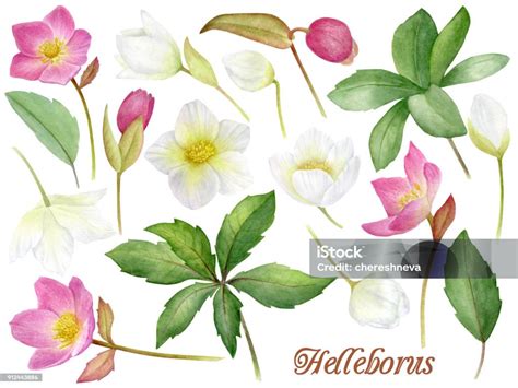 손으로 그리는 수채화 꽃 빈티지 스타일에서 설정합니다 그것은 인사말 카드 청첩장 생일 어머니 날 카드에 적합 합니다 고립 된 수채화 식물 그림입니다 겨울에 대한 스톡 벡터