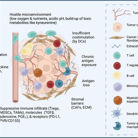 Overview Of Barriers To Solid Tumor Control By T Lymphocytes T Cells
