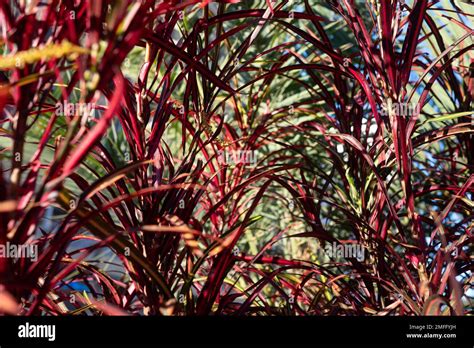 Fire Croton Or Codiaeum Variegatum Closeup Narrow Leaves Of Zanzibar