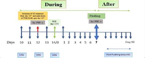 Schematic Representation Of Superovulation Protocol And Usg Monitoring Download Scientific