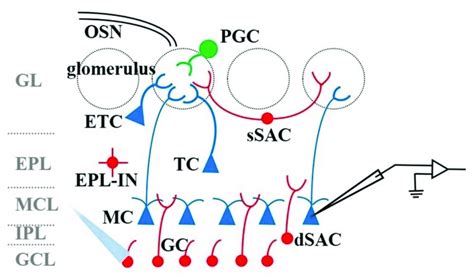 Schematic Diagram Of The Structure Of The Ob The Method Of Using