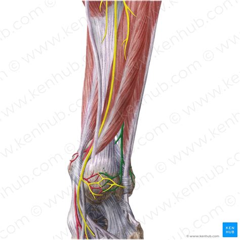 Fibular Peroneal Artery Anatomy Branches Supply Kenhub Fibular Peroneal Artery Anatomy Branches Supply Kenhub