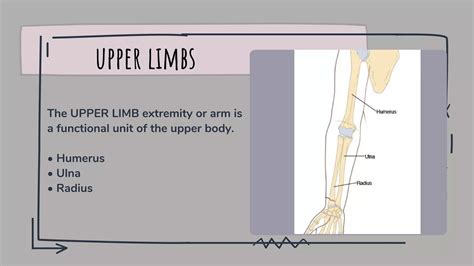 Appendicular Skeleton Pdf