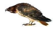 The Hawk Rango Wiki Fandom