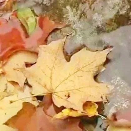 一首秋日私语白露时节祝您快乐 页面 白露 时节