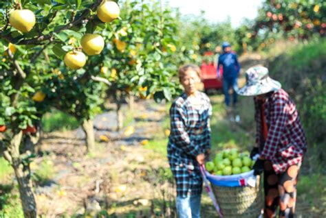 四川广安蜜梨丰收采摘忙 中国网