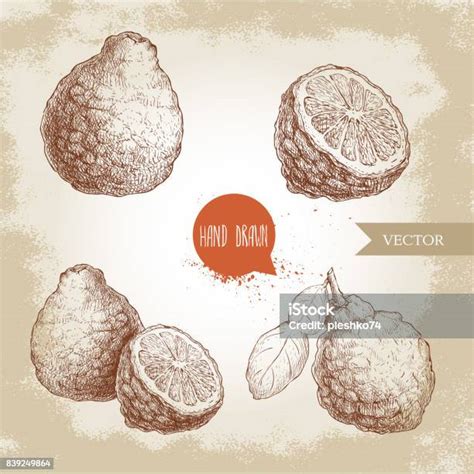 손으로 그린 스케치 스타일 Bergamot 과일 세트입니다 카피 르 라임 잎과 반 벡터 일러스트 레이 션 전체 유기 음식입니다 빈티지 배경에 보스 컬렉션입니다 잎에 대한