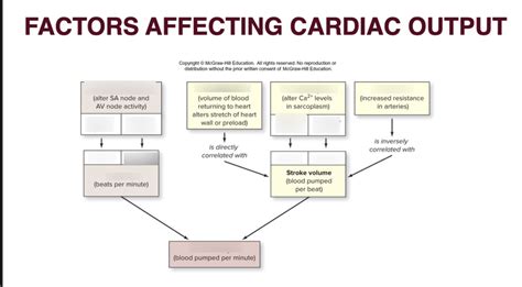 Factors Affecting Cardiac Output Diagram Quizlet