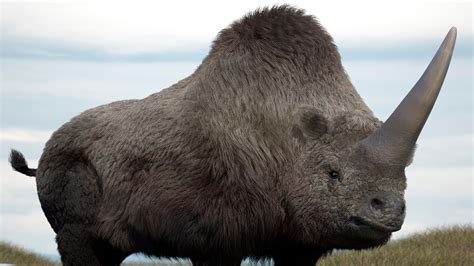 Elasmotherium Rigged Fur 3d Model 199 Max Free3d