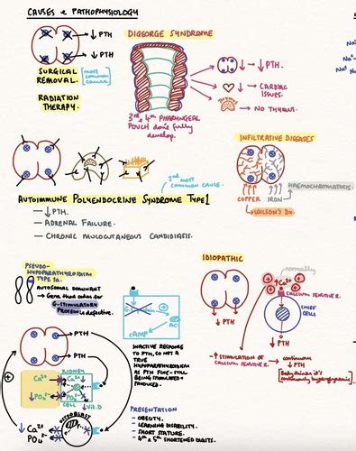 Hypoparathyroidism Flashcards Quizlet
