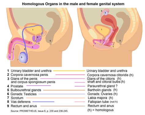 File Homologous Genital Organs 1 Png Wikimedia Commons
