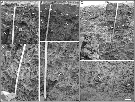 Soils Observed In Mima Like Mounds White Squares Highlight Some