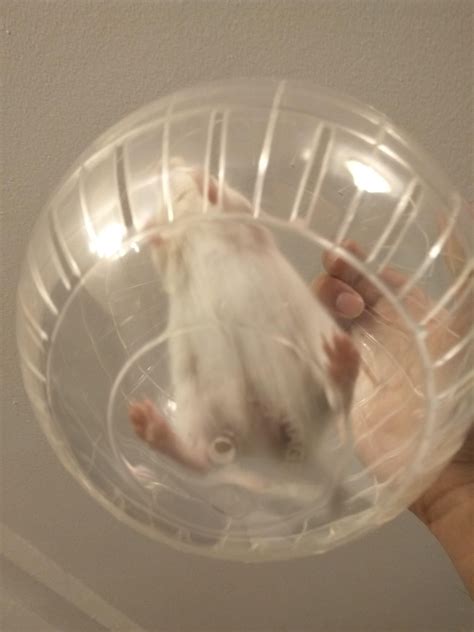 Determining Sex Rgerbil