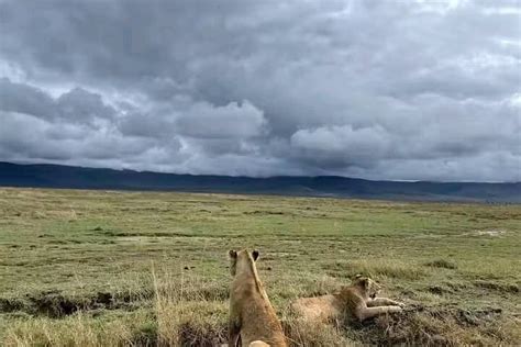 Serengeti Seronera Τανζανία Κριτικές Tripadvisor