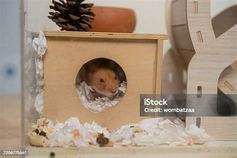 아늑한 서식지에서 침구 재료 솔방울 장난기 넘치는 풍경으로 둘러싸인 목조 주택 안에서 쉬고 있는 귀여운 작은 황금 햄스터 0명에 대한 스톡 사진 및 기타 이미지 Istock