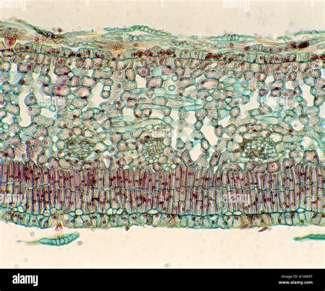 Pumpkin Cucurbita Sp Leaf Cross Section Upper Epidermis Palisade
