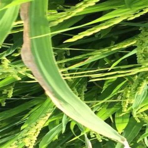 Disease Detection On Crops Object Detection Model By Pranali