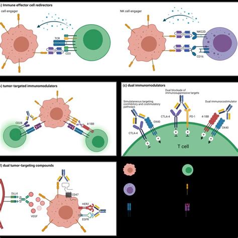The Building Blocks And Formats Of Bispecific Antibodies A The