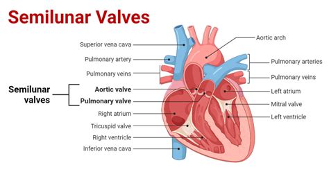Function Of The Atrioventricular And Semilunar Valves Vrogue Co
