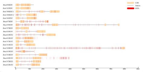 Snps Distribution On Coding And Non Coding Regions Of The Bnabzrs Snps Distribution On Coding And Non Coding Regions Of The Bnabzrs