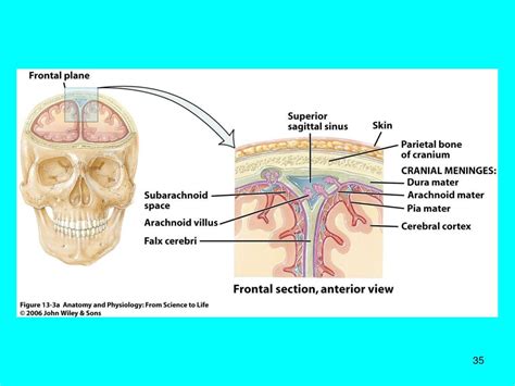 PPT Central Nervous System Chapter 13 Lecture Notes PowerPoint Presentation ID 5620652